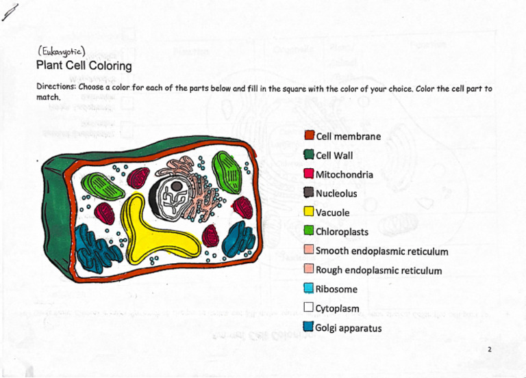 Cell Coloring | PDF