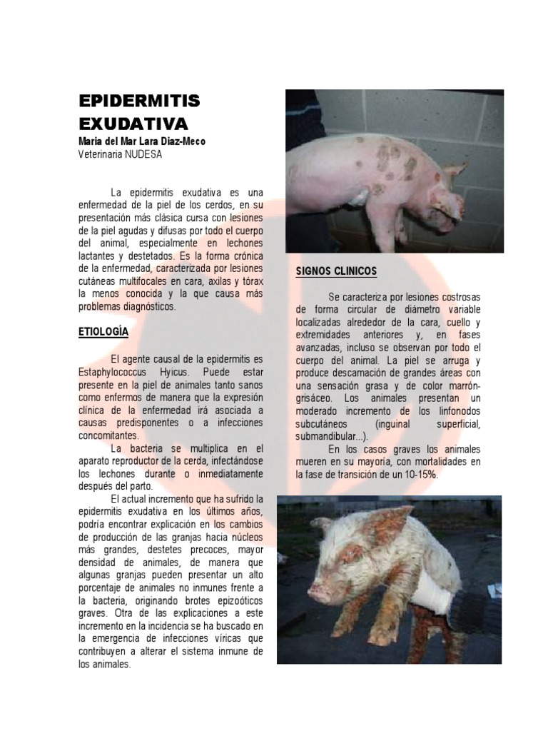 Epidermitis Exudativa | PDF