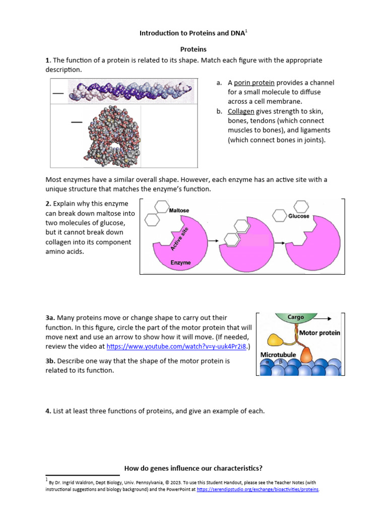 proteins-DNA-SHO | PDF | Proteins | Gene