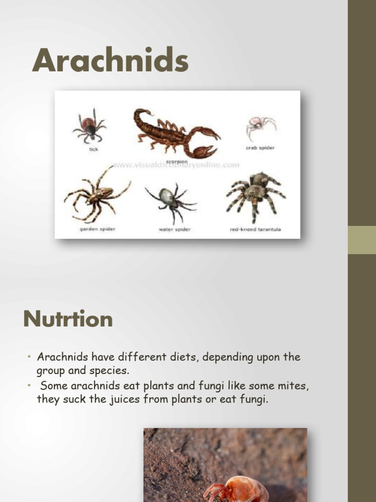 Overview of Arachnids: Diet, Habitat, and Traits | PDF