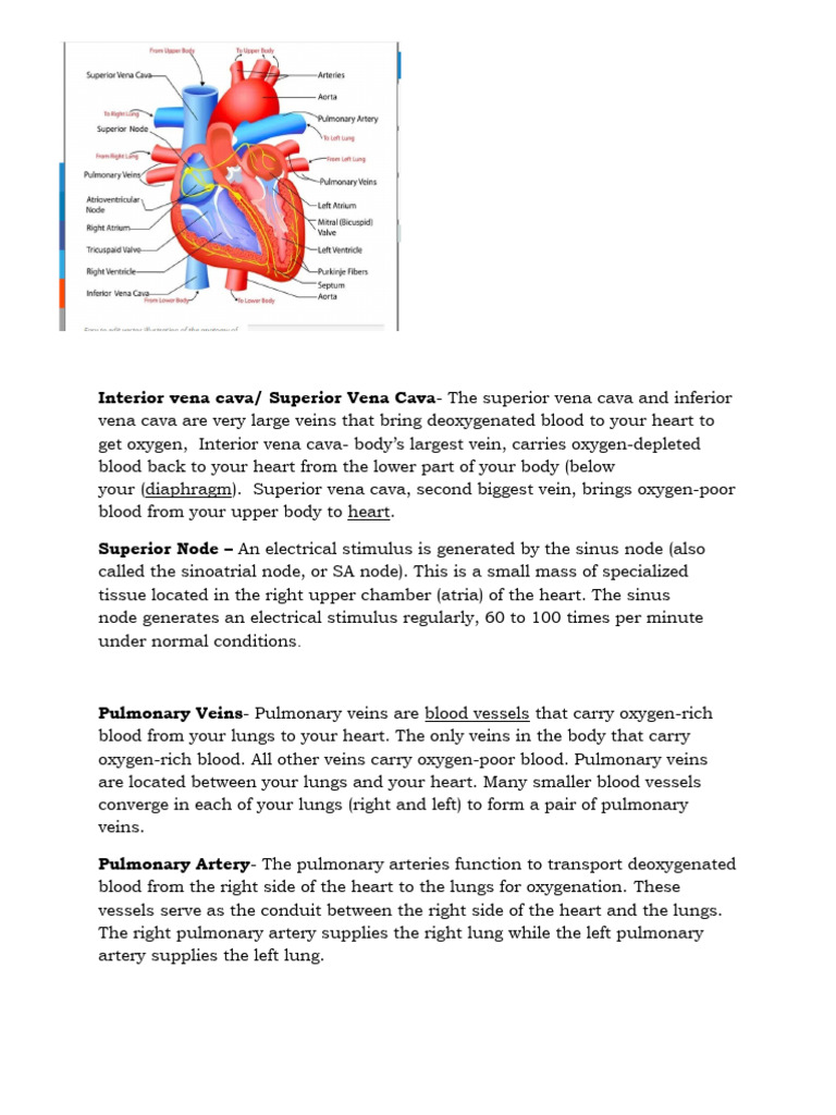 Heart | PDF | Heart Valve | Atrium (Heart)