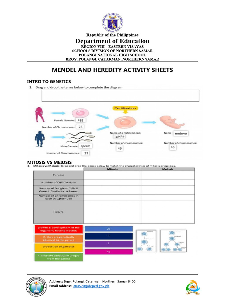 Mendel and Heredity Worksheet | Download Free PDF | Dominance (Genetics ...