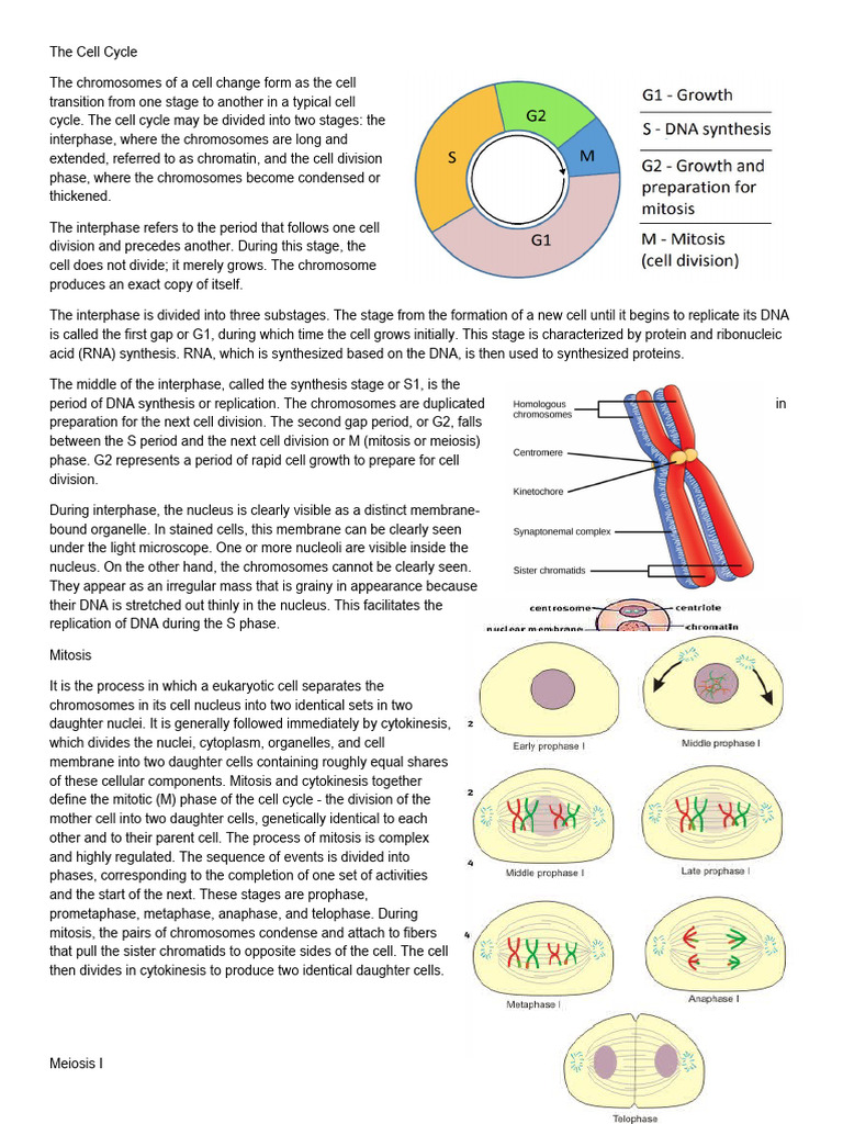 M2 PART 1 The Cell Cycle (READ IN ADVANCE) | PDF | Meiosis | Mitosis