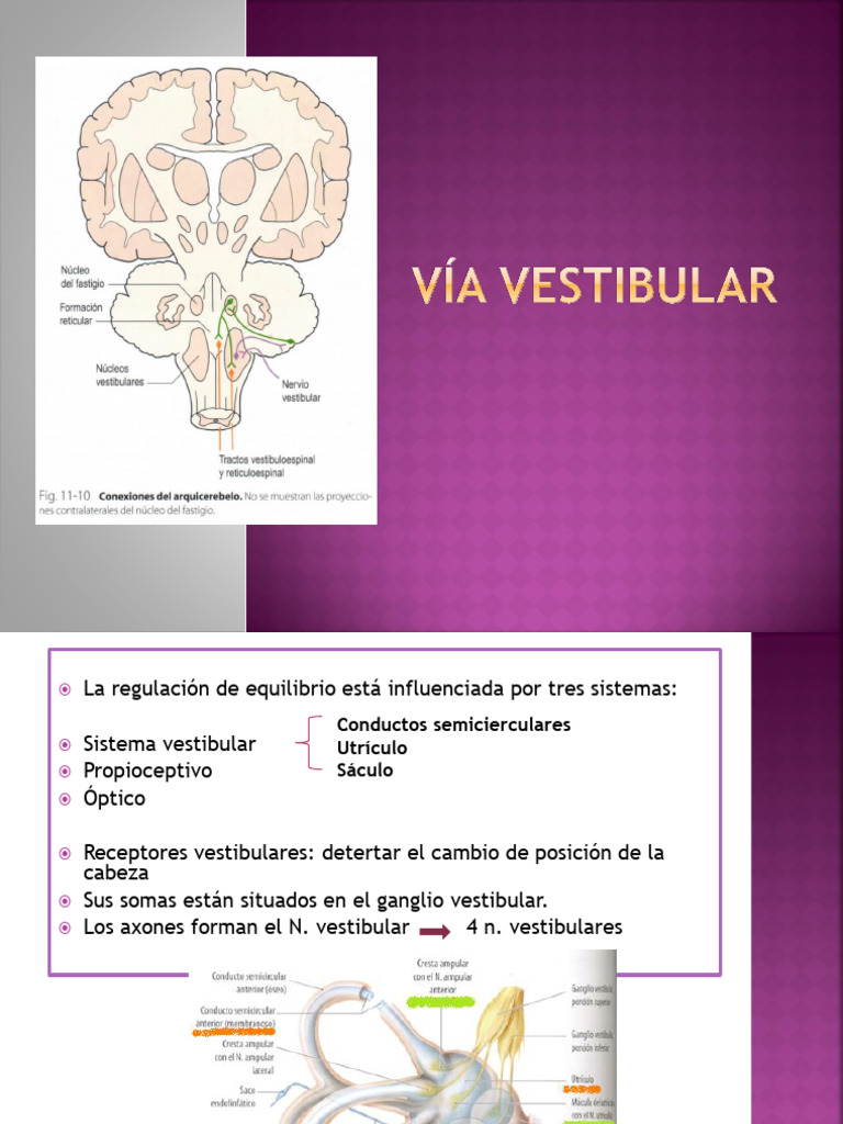 Vía Vestibular | PDF | Anatomía humana | Cerebro