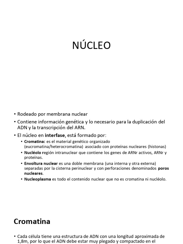 NÚCLEO | PDF | Nucleo celular | Cromatina