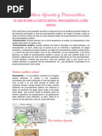 Organización del Colículo Inferior | PDF | Corteza cerebral | Neurona