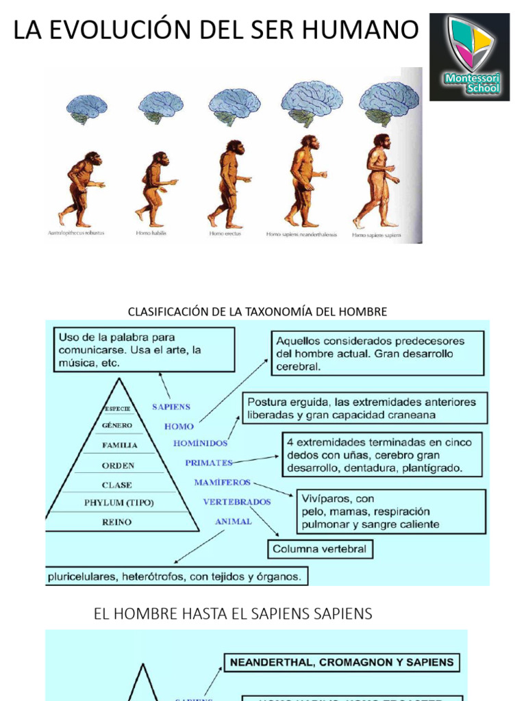 Evolución Del Ser Humano | PDF