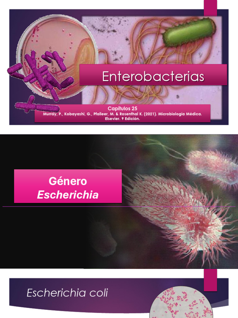 Enfermedades y Tratamientos de Enterobacterias | PDF | Escherichia coli | Salmonela
