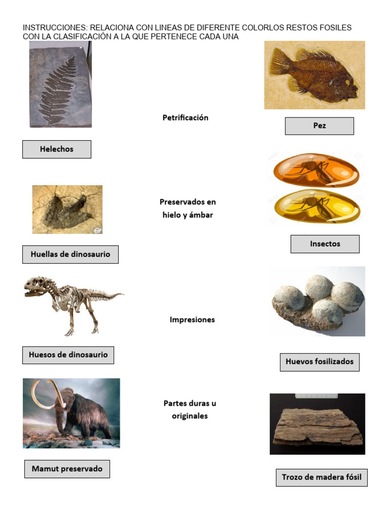 Actividad Tipos de Fosiles | PDF