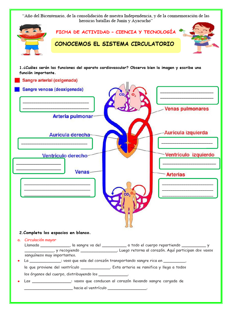 Ficha Mart Cyt Conocemos El Sistema Circulatorio | PDF | Sistema ...
