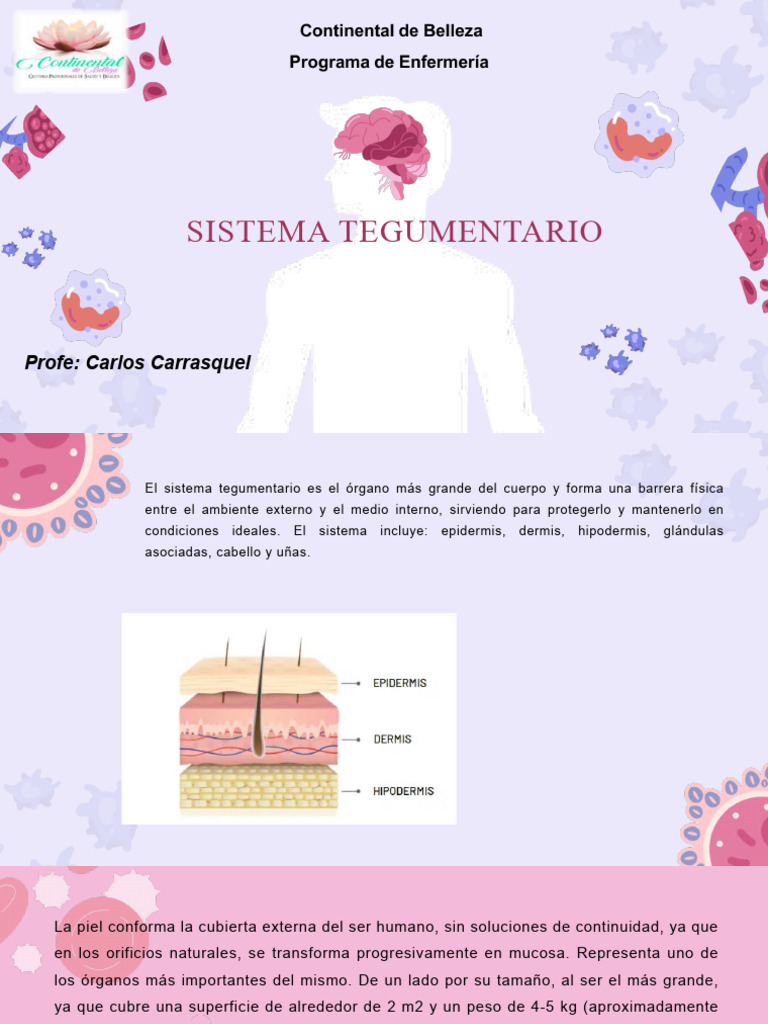Sistema Tegumentario | PDF | Piel | Epidermis