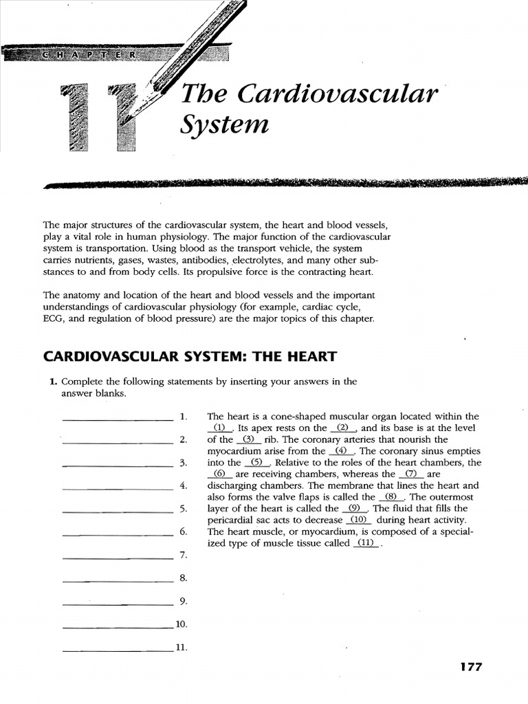 Coloring Book Cardiovascular System | PDF | Heart | Fetus