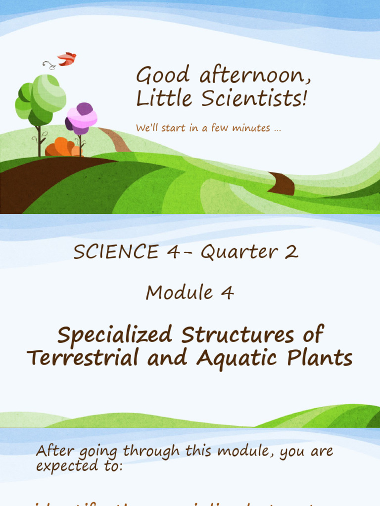 Specialized Structures of Plants | PDF | Plants | Mangrove