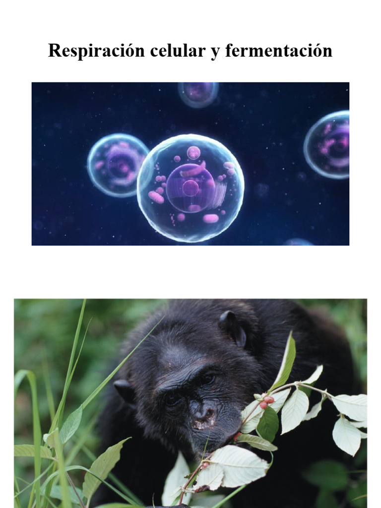 Rspiracion Celular y Fermentacion | PDF | Trifosfato de adenosina | Respiración celular