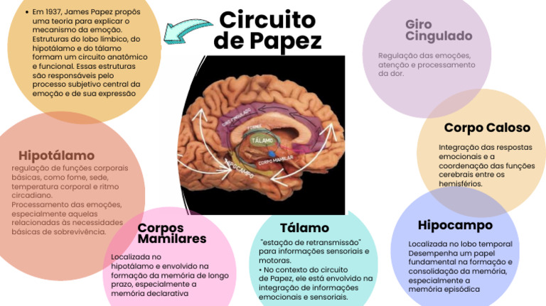 Circuito de Papez | Download grátis PDF | Emoções | Memória