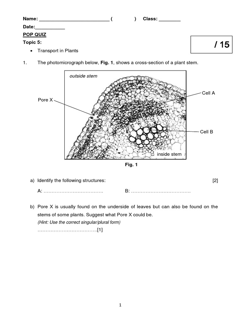 Plant Transport Mechanisms Quiz | PDF | Root | Leaf