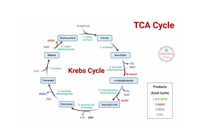 Kreb Cycle | PDF