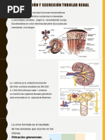 Funciones y Mecanismos de Túbulos Renales | PDF | Riñón