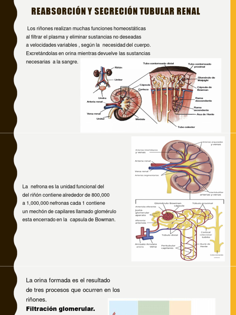 Reabsorción y Secreción Tubular Renal | PDF | Riñón | Sistema urinario