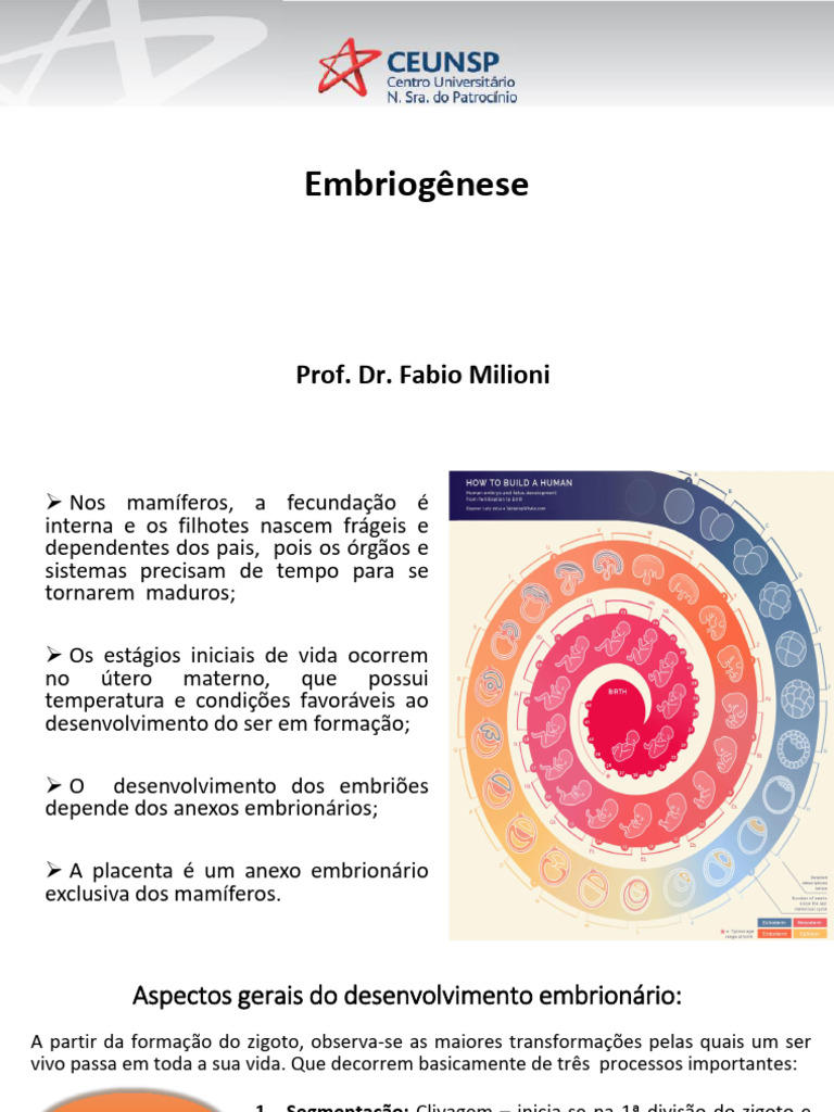 6 Embriogênese | PDF | Placenta | Gravidez