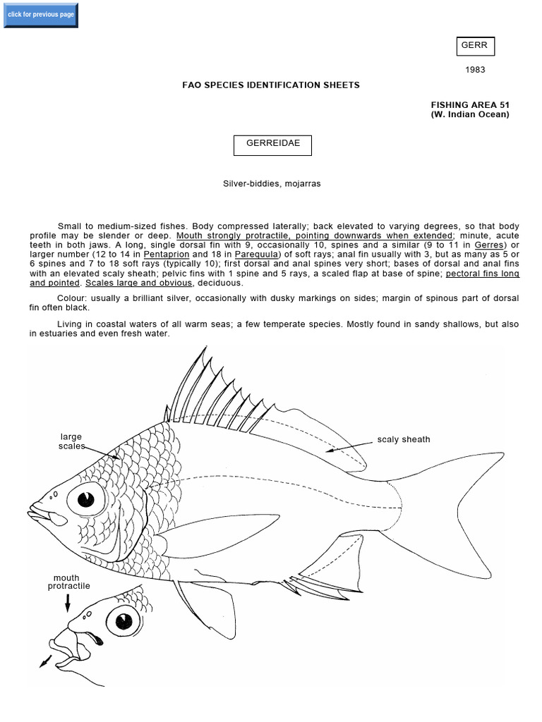 FA O Species Identification Sheets Fishing Area 51 (W. Indian Ocean ...