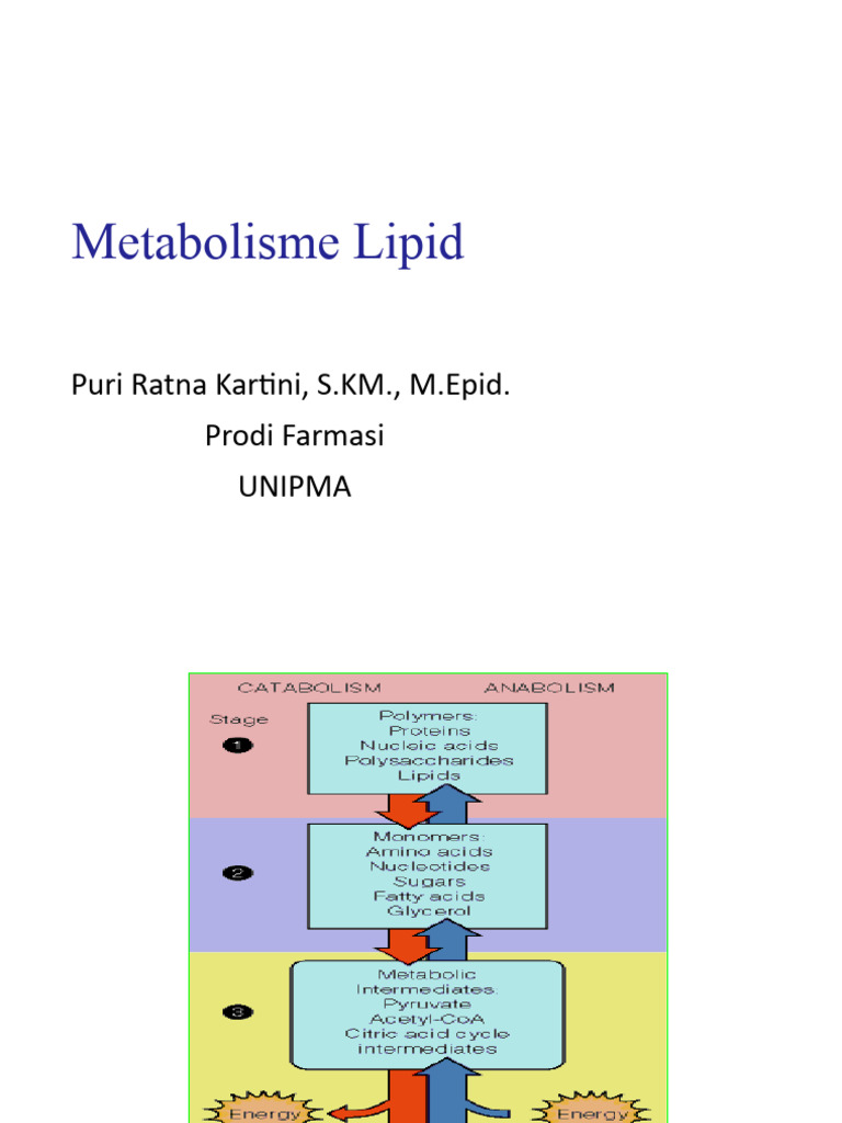 Metabolisme Lipid | PDF