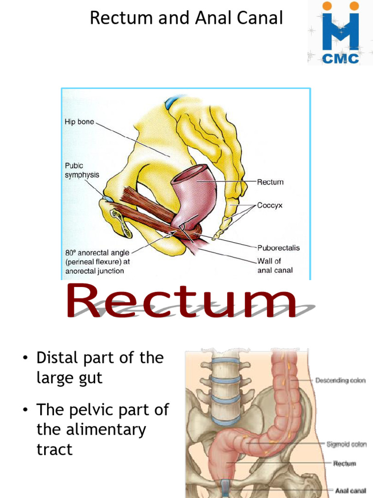 Rectum and Anal Canal | PDF | Rectum | Pelvis