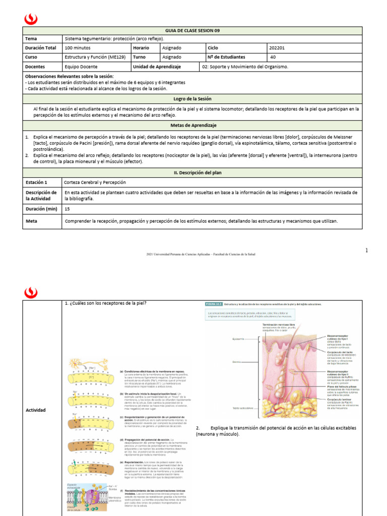 Sesión 09 Guía de Clase ME129 202201 | PDF | Neurona | Cerebro