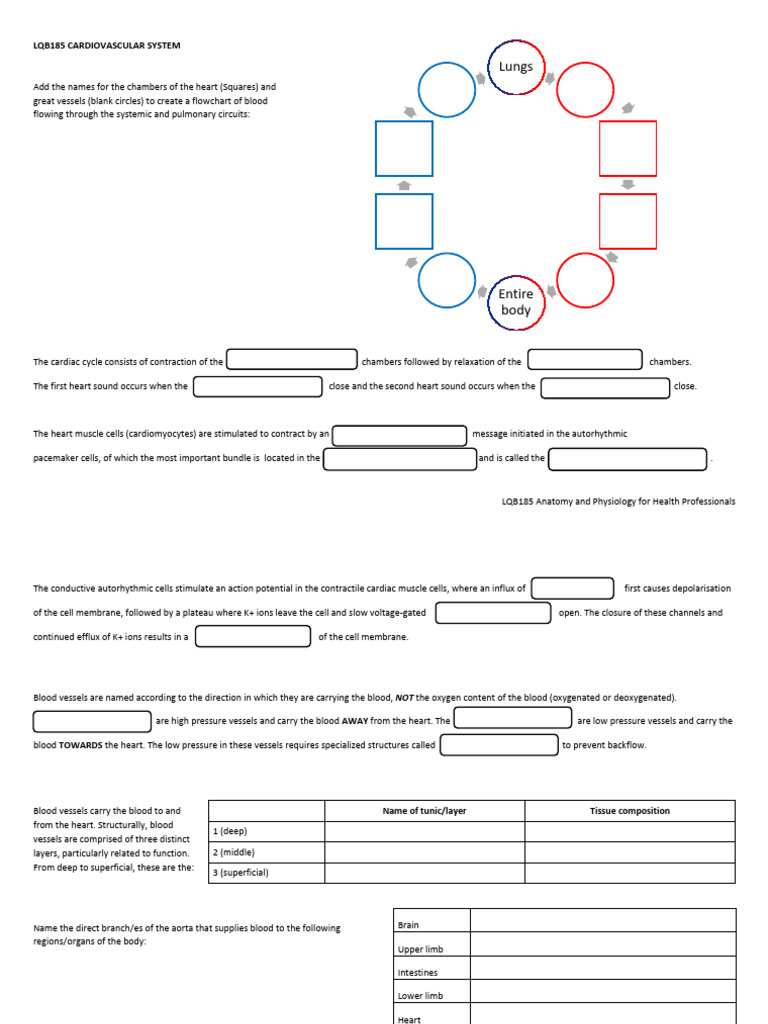 CardiovascularSystem - Worksheet 2020-2 | PDF | Heart | Blood Vessel