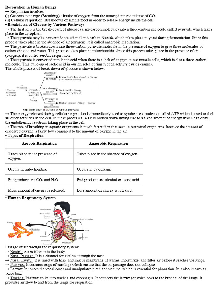 Human Respiration and Circulatory Systems | PDF | Cellular Respiration ...