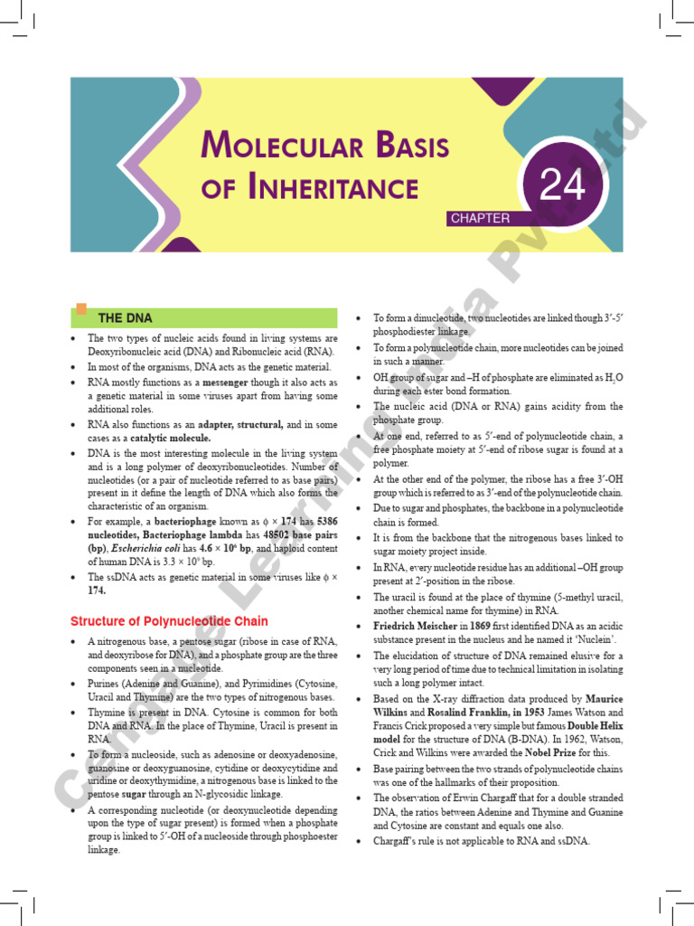 Chapter-24 - Molecular Basis of Inheritance | PDF | Dna | Base Pair