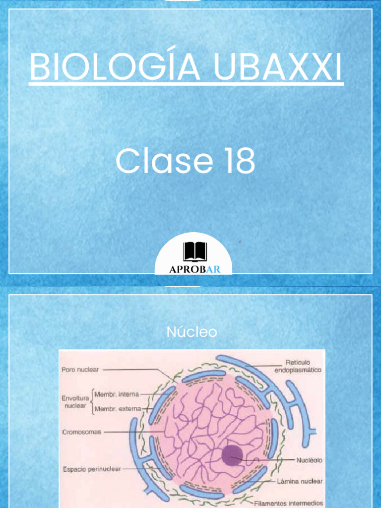 Clase 18 | Descargar gratis PDF | Nucleo celular | Cromosoma