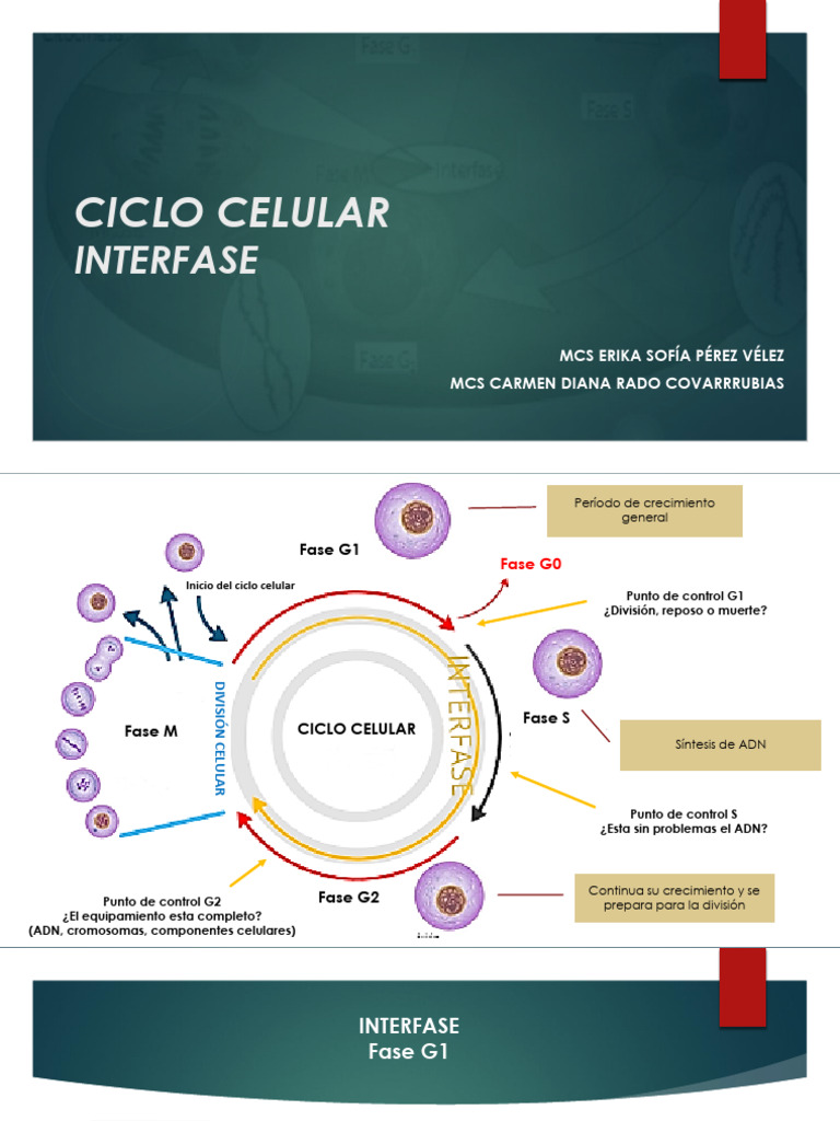 Guía del Ciclo Celular y Mitosis | PDF | Mitosis | Ciclo celular