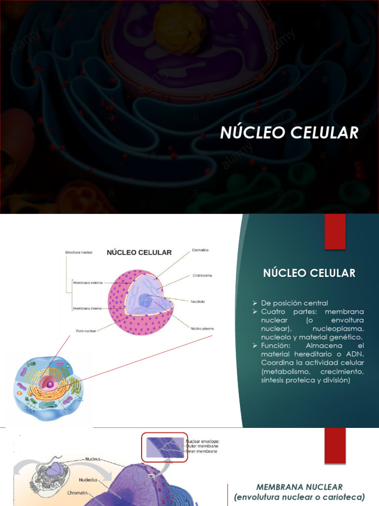 Estructura y Función del Núcleo Celular | PDF | Nucleo celular | Cromatina