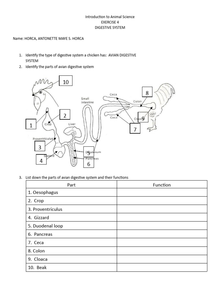 EXERCISE 4 Digestive System | PDF | Digestion | Gastroenterology
