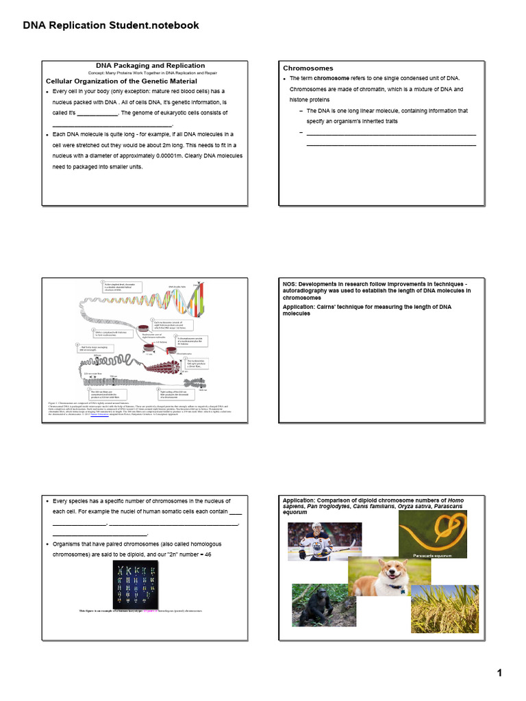 DNA Replication | PDF | Dna Replication | Dna