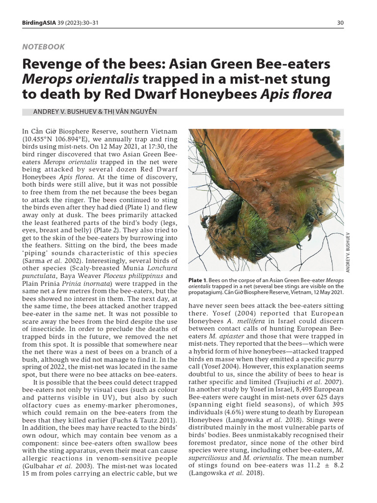 Revenge of The Bees: Asian Green Bee-Eaters Merops Orientalis Trapped in A Mist-Net Stung To ...