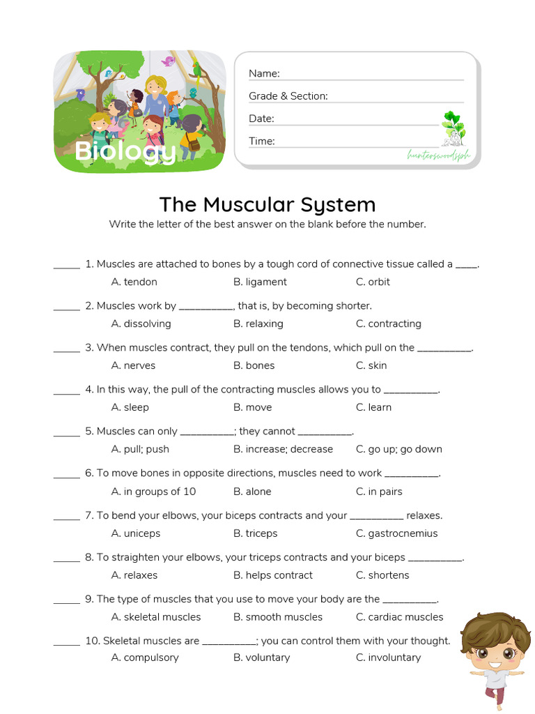 Muscular System Worksheet | PDF | Wellness