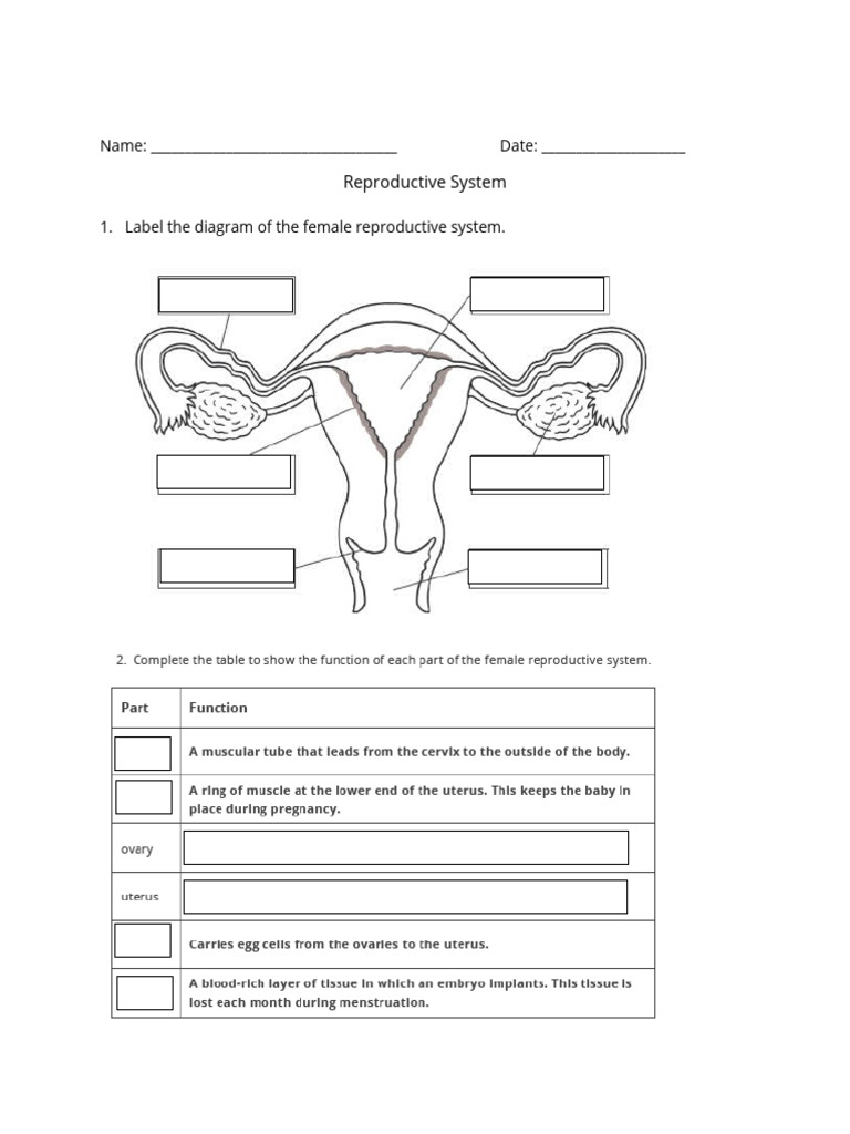 Reproductive Worksheet 1 | PDF | Career & Growth | Wellness