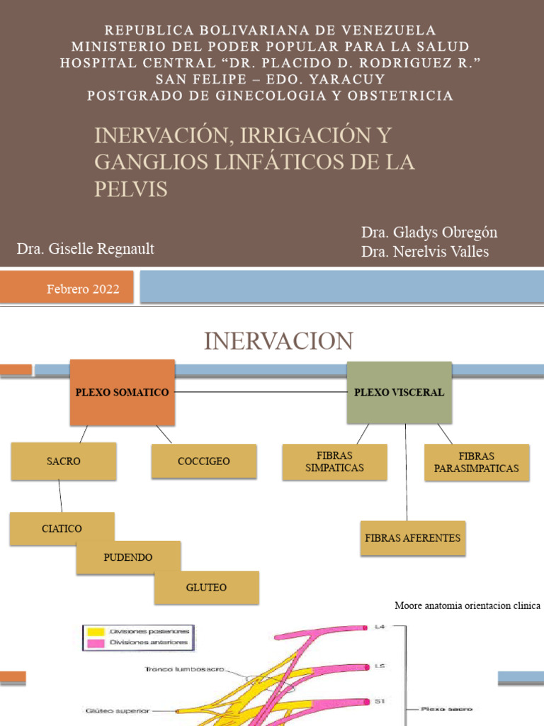 Seminario Anatomia De Pelvis 2 Pdf Pelvis Anatomía