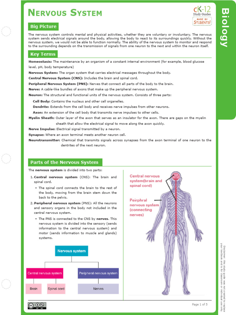 Nervous System Study Guide Overview | PDF | Nervous System | Neuron