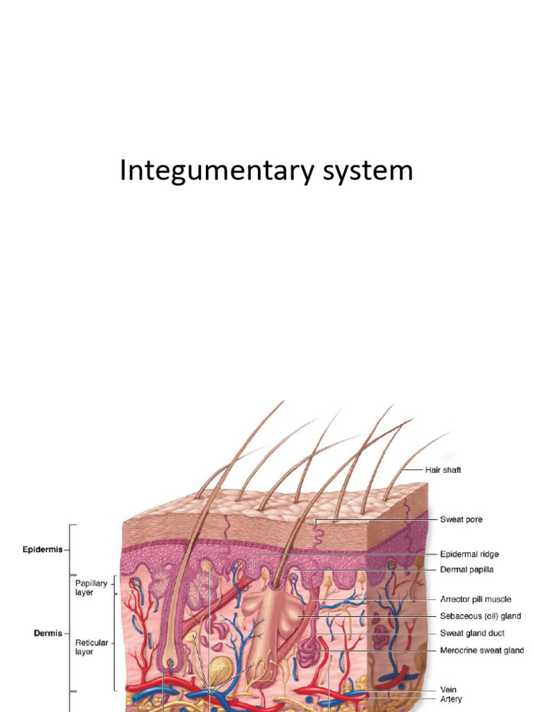 4 Integumentary System Brief | PDF | Integumentary System | Skin