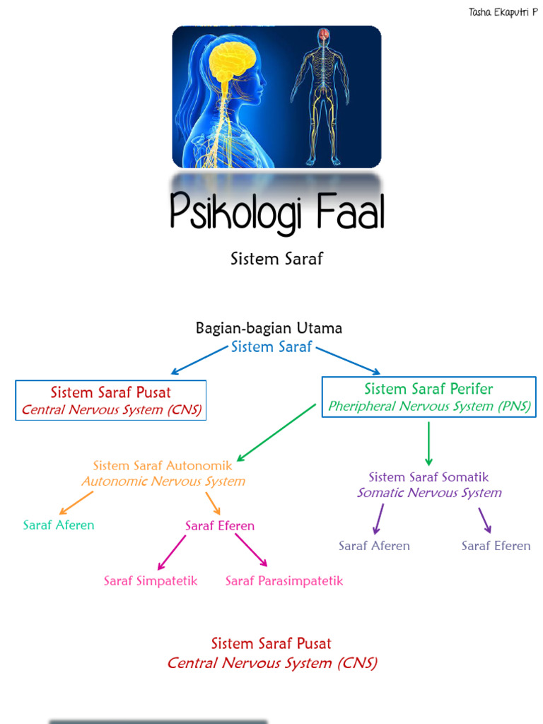 Sistem Saraf | PDF