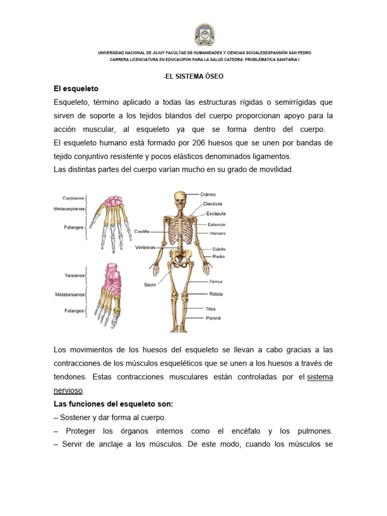 Anatomía del Sistema Óseo Humano | PDF | Mano | Esqueleto