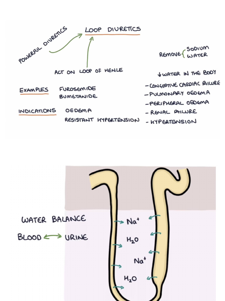 loop diuretics | PDF