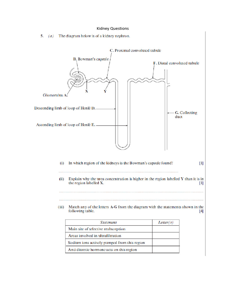 Kidney Questions | PDF