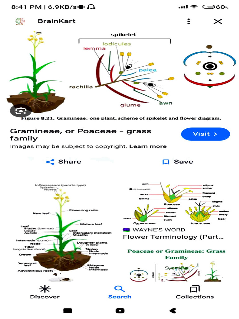 Adobe Scan 30-Apr-2024 | PDF | Flowers | Petal