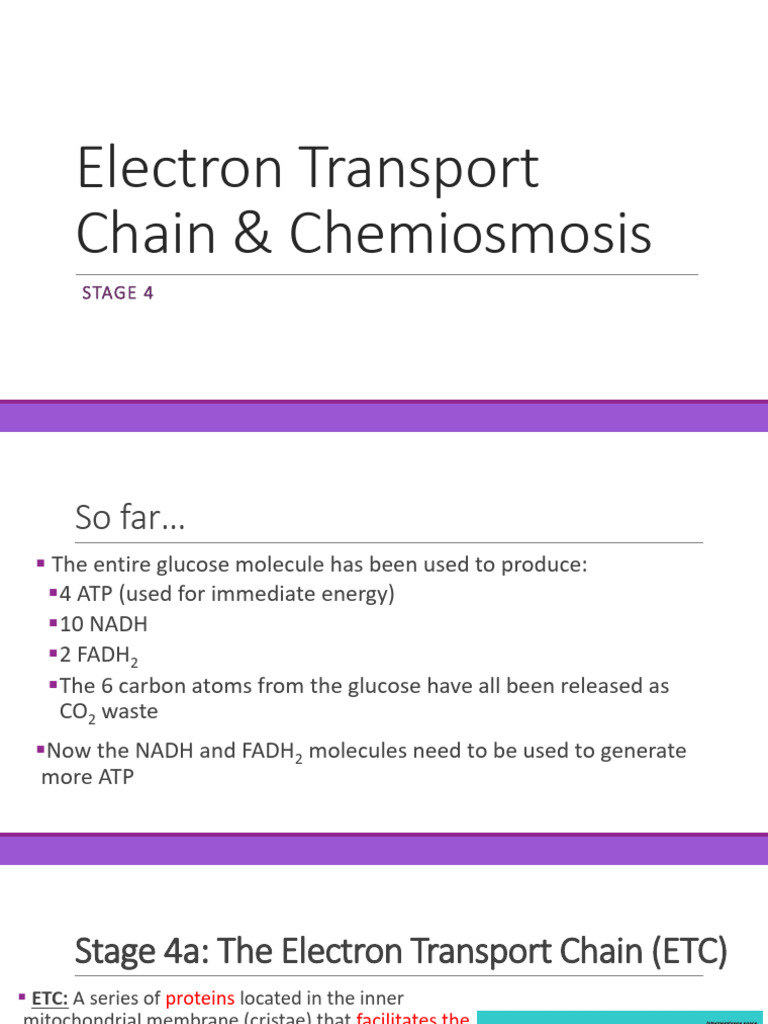 6 Electron Transport Chain Note | PDF | Electron Transport Chain ...