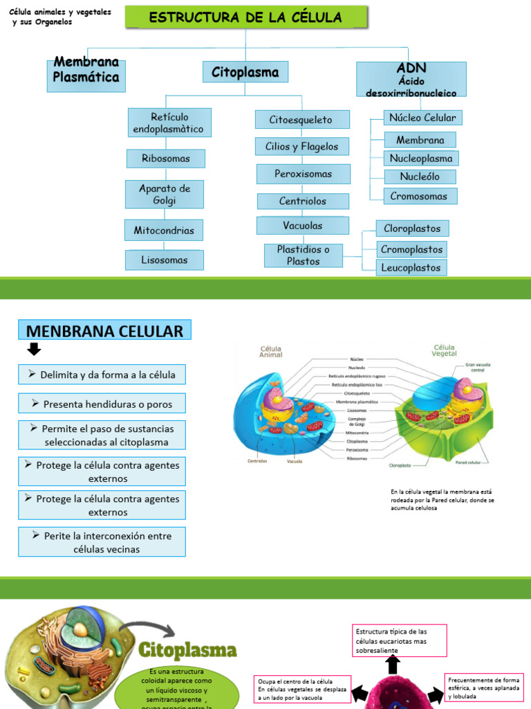 CELULA VEGETAL Y ANImAL Y SUS ORGANELOS Parte 1 | PDF | Biología ...