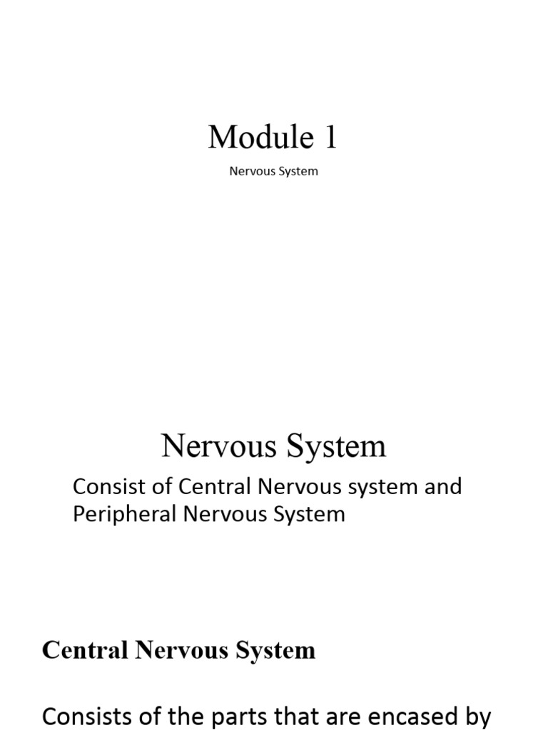 Neuroscience Basics for Students | PDF | Nervous System | Neuron